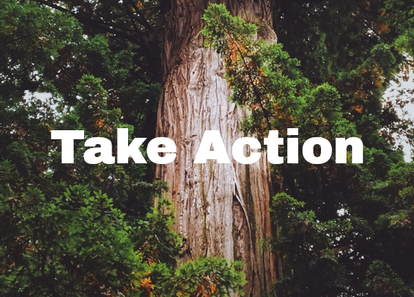 Take action for old growth forests