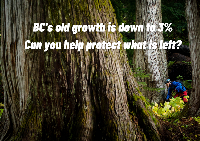 Take action for old growth forests
